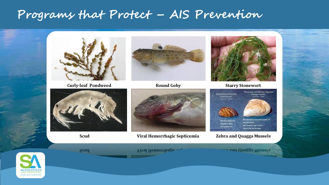 Aquatic Invasive Species Prevention – Skaneateles Lake Association